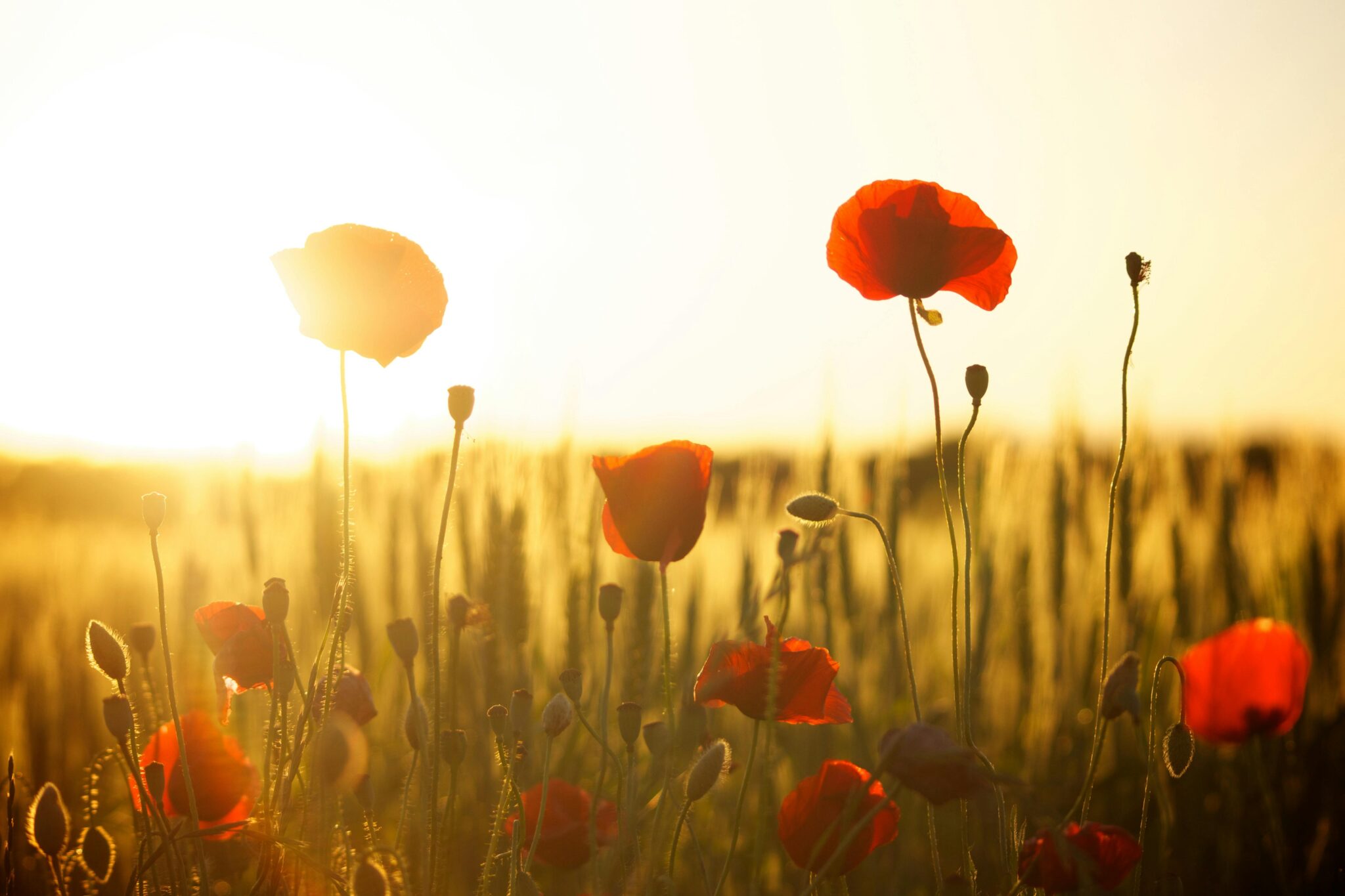 The History of Memorial Day Poppies and How to Wear Them with Pride