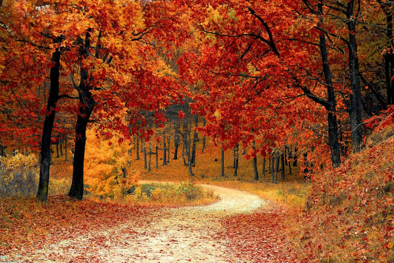 50 Fall Facts & Trivia Questions Every Autumn Lover Should Know